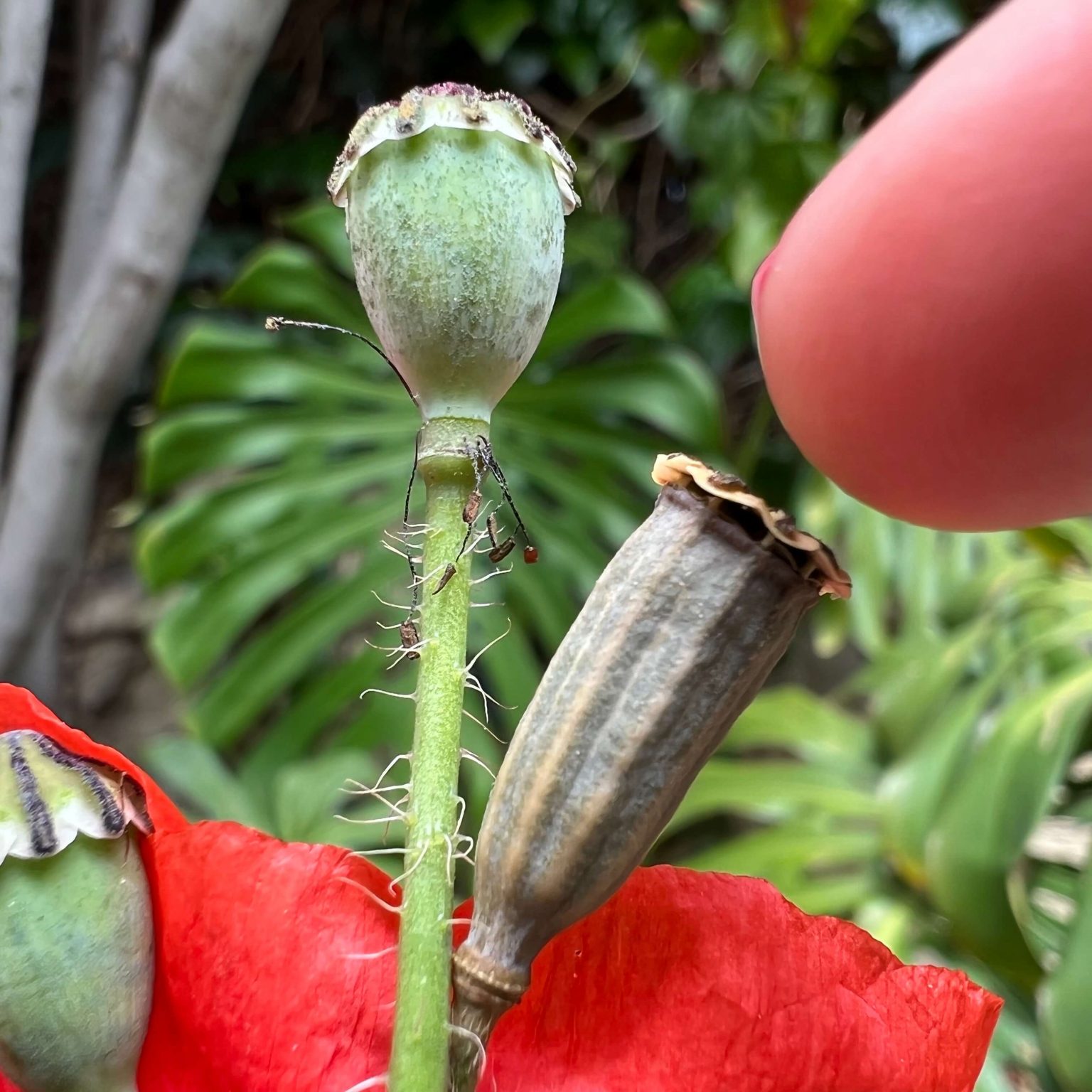 La flor de la amapola: su lado femenino - Verdópolis