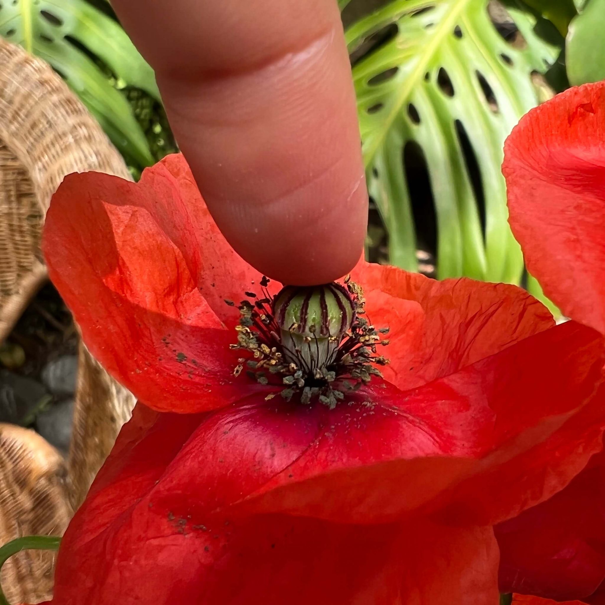 La flor de la amapola: su lado femenino - Verdópolis