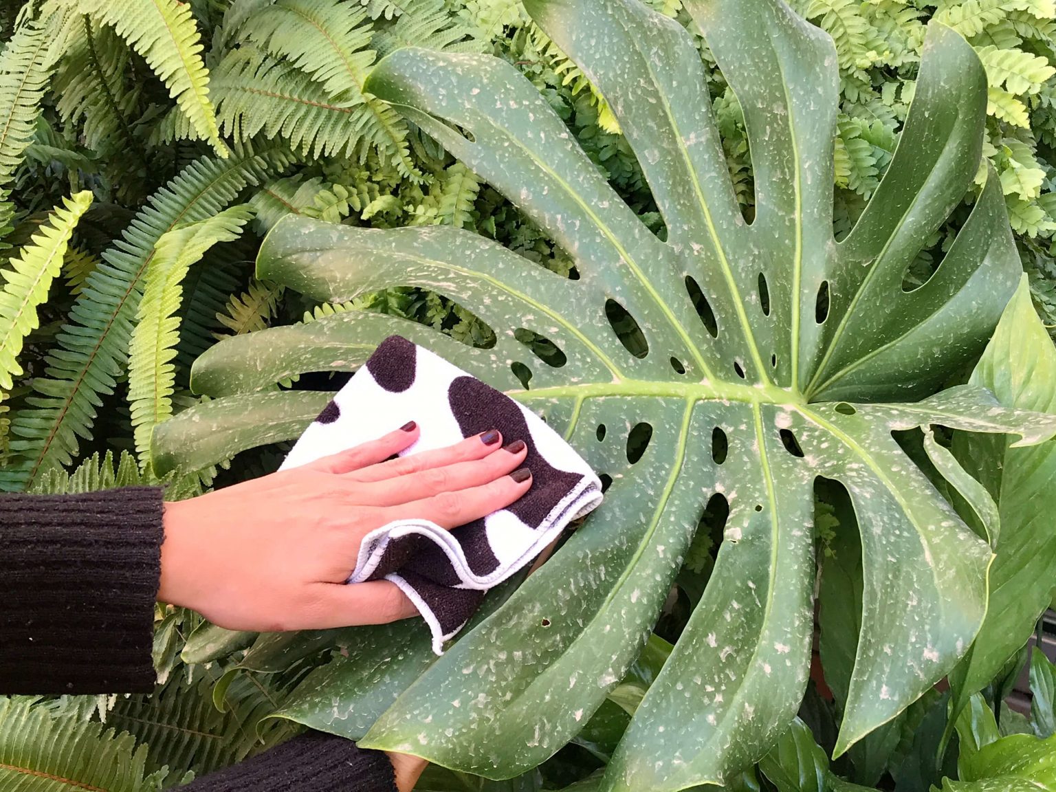 Monstera deliciosa - Verdópolis