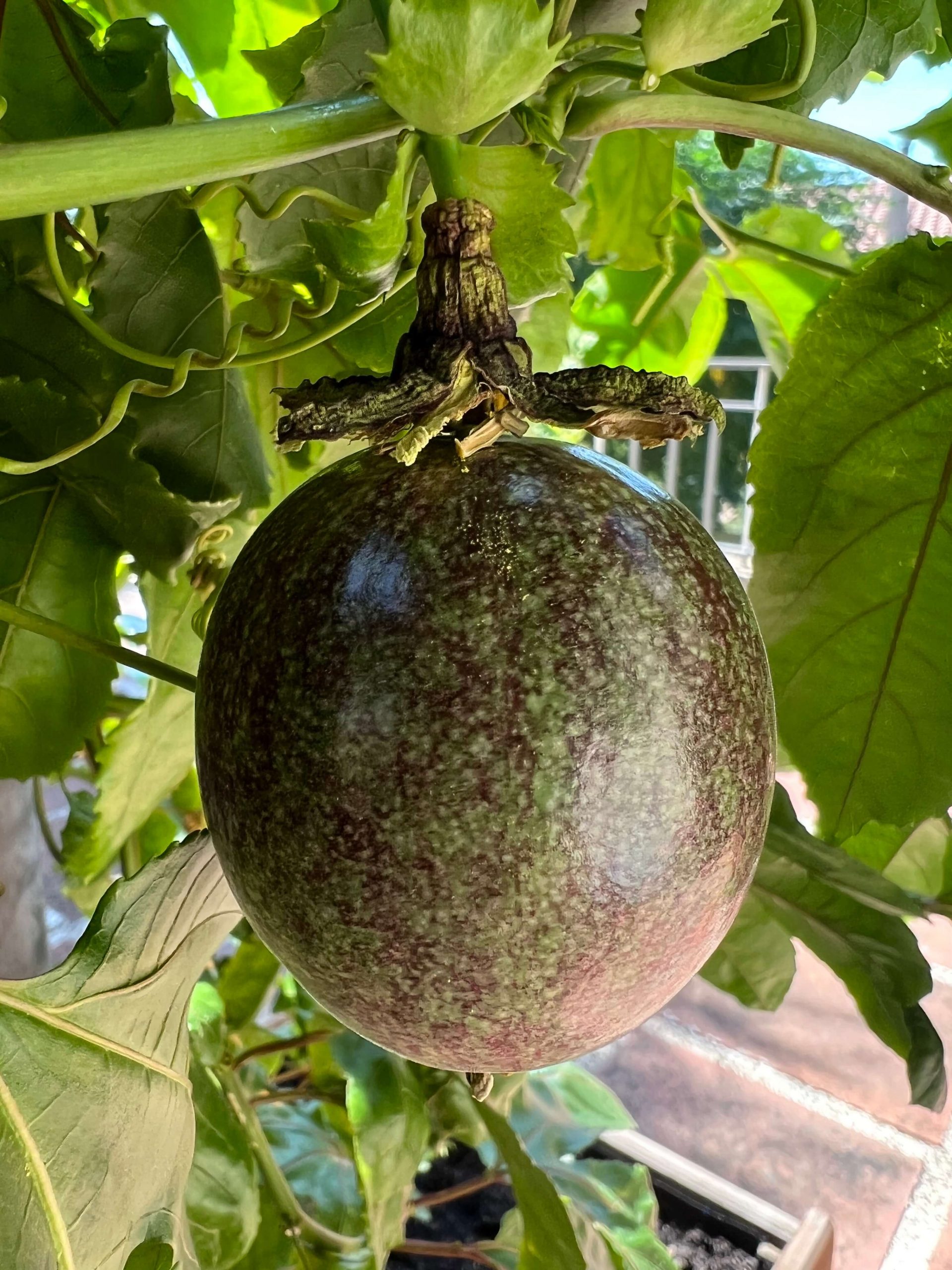 La Passiflora – Verdópolis