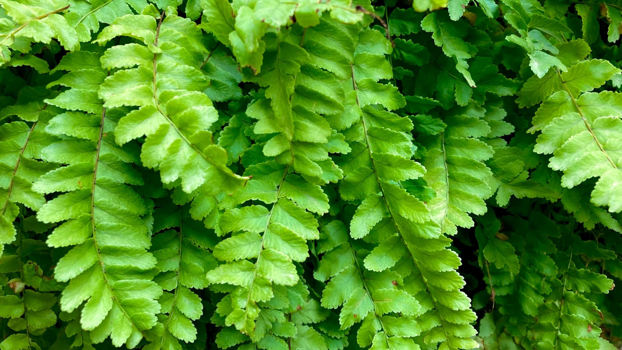 pteridofitos archivos - Verdópolis