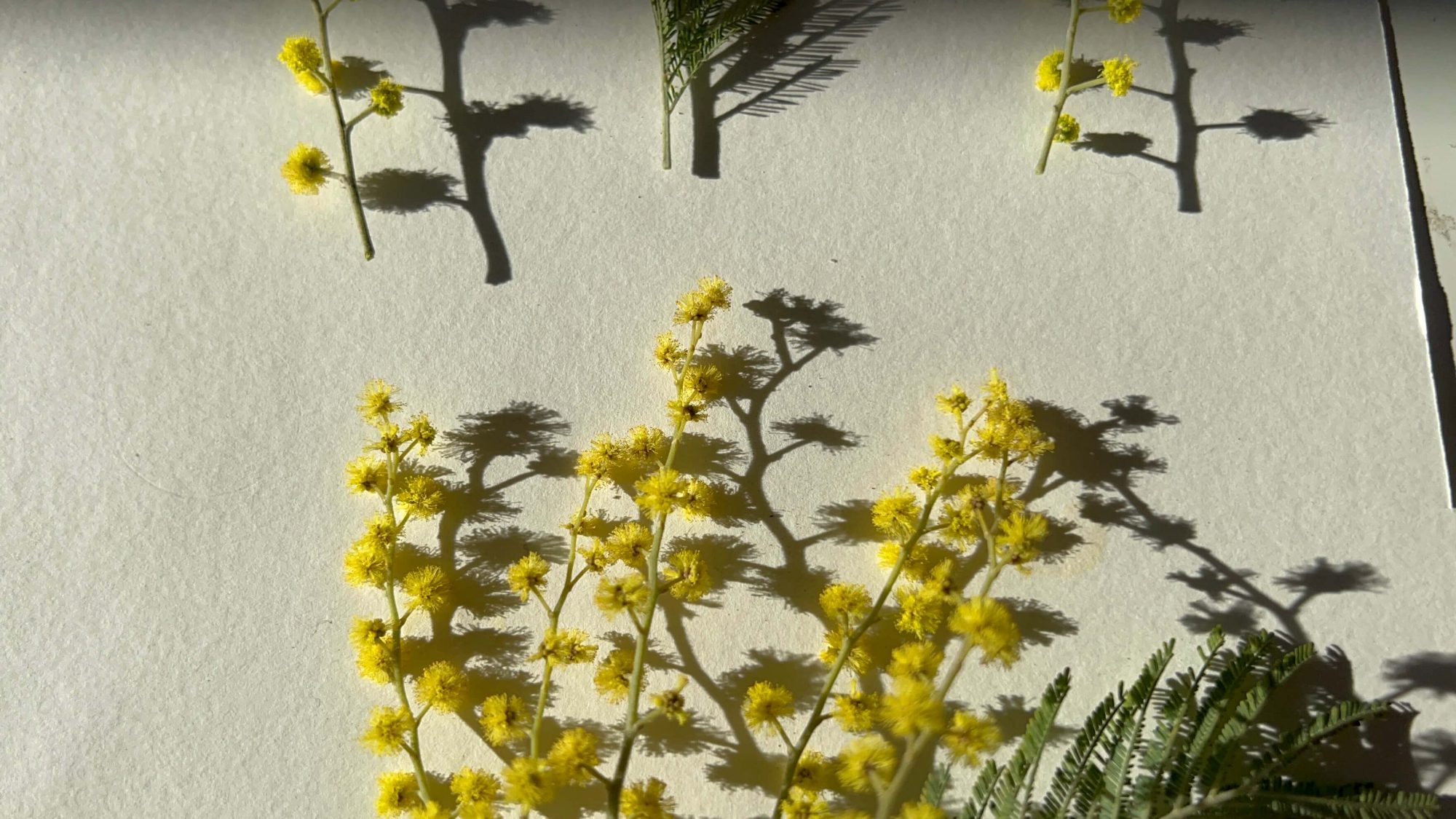 botánica flor – Verdópolis